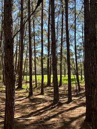 133 Acres of Agricultural Land for Sale in Newton, Alabama - LandSearch