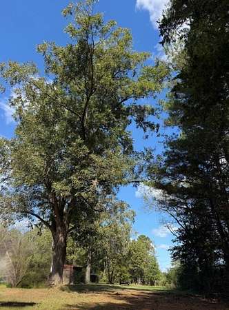 72 Acres of Recreational Land for Sale in Timpson, Texas - LandSearch