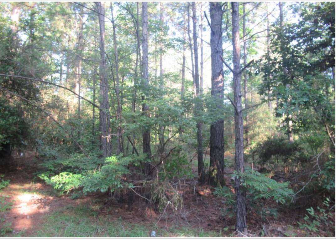 54 Acres of Land for Sale in Converse, Louisiana - LandSearch