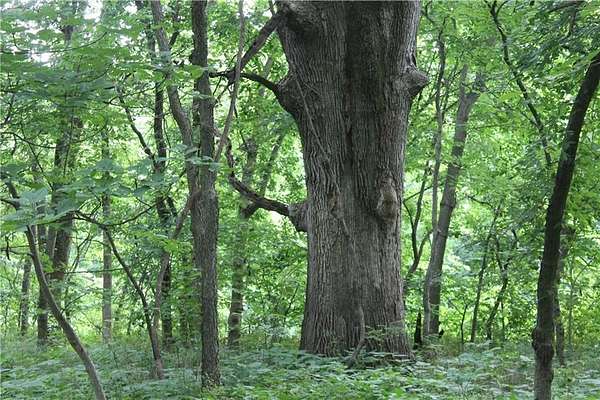 6 Acres of Residential Land for Sale in Bates City, Missouri - LandSearch