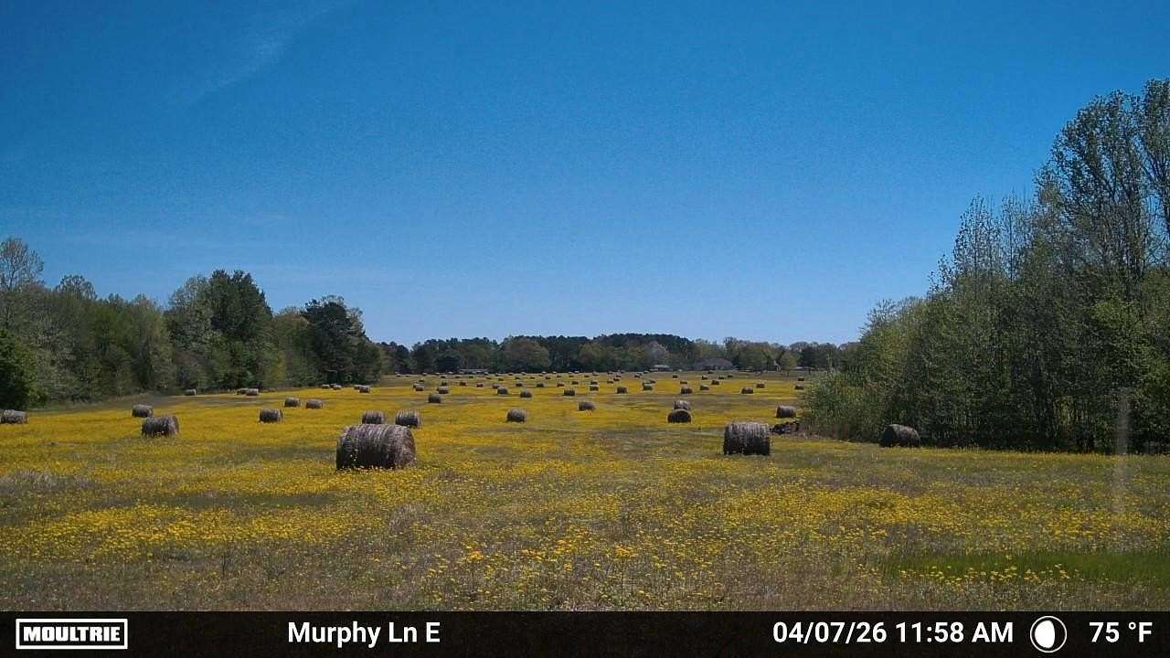 18.8 Acres of Land for Sale in Whiteville, Tennessee - LandSearch