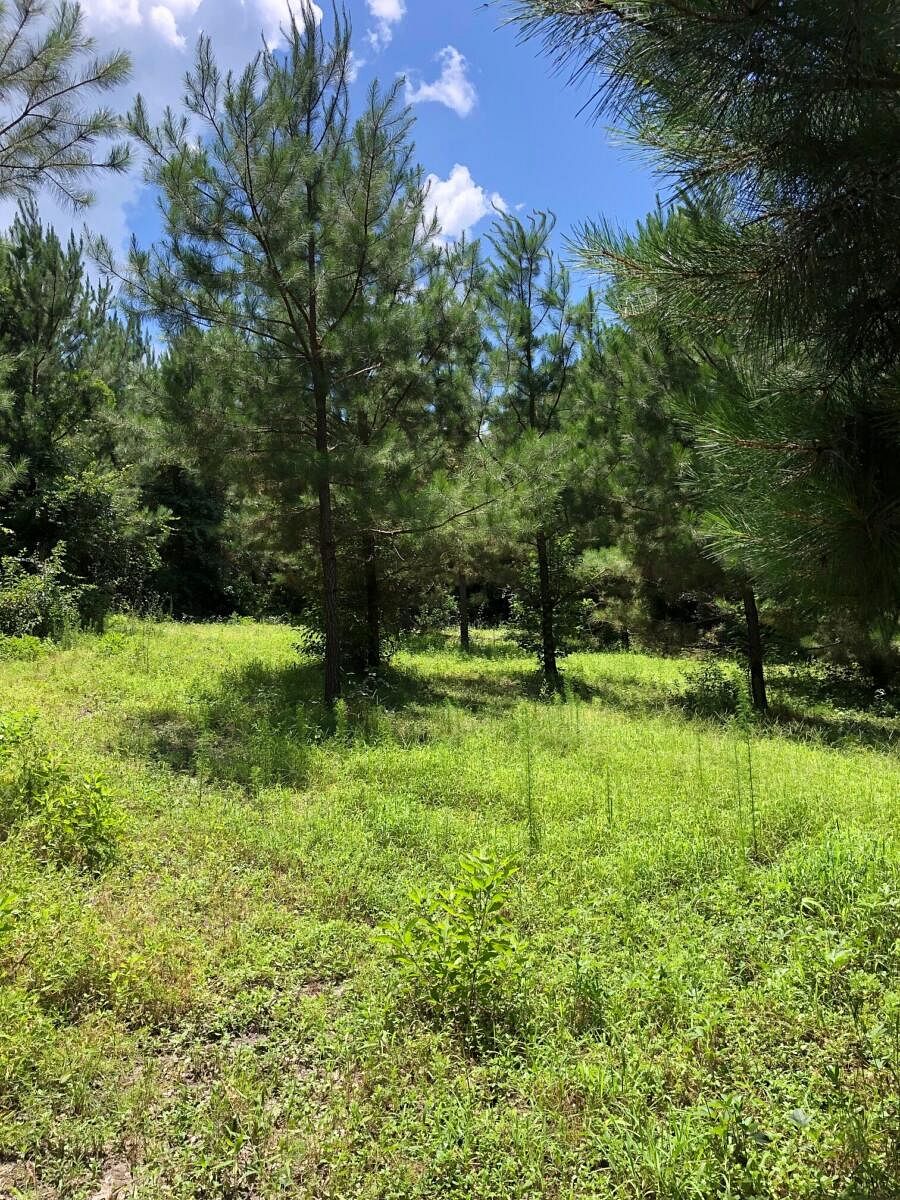 19 Acres of Recreational Land for Sale in Rockledge, Georgia - LandSearch