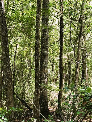 19 Acres of Recreational Land for Sale in Rockledge, Georgia - LandSearch