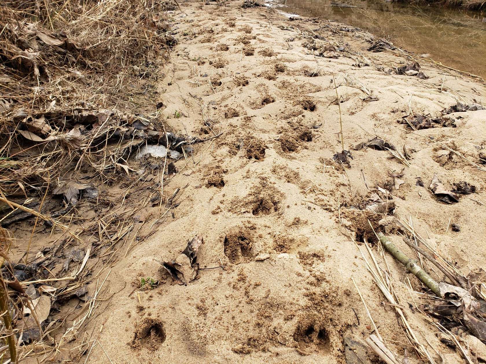 43 Acres of Recreational Land for Sale in Cory, Indiana - LandSearch