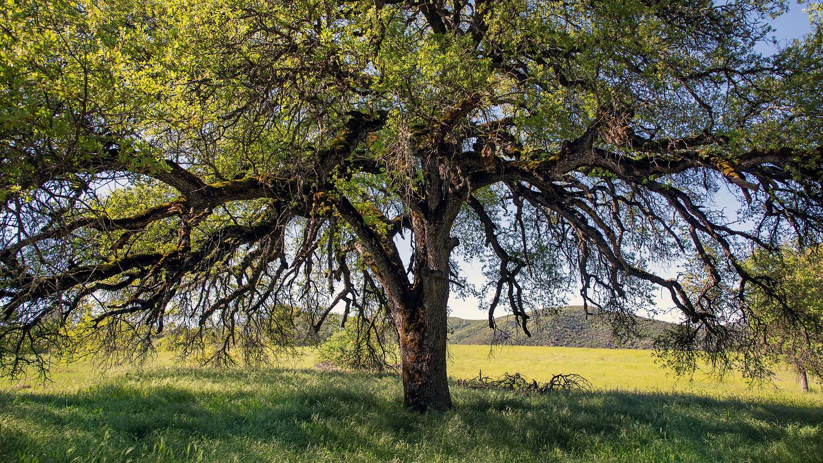 472.72 Acres of Recreational Land for Sale in Groveland, California ...