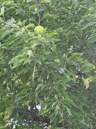 0.26 Acres of Land for Sale in Cherry Grove-Shannon Township, Illinois ...